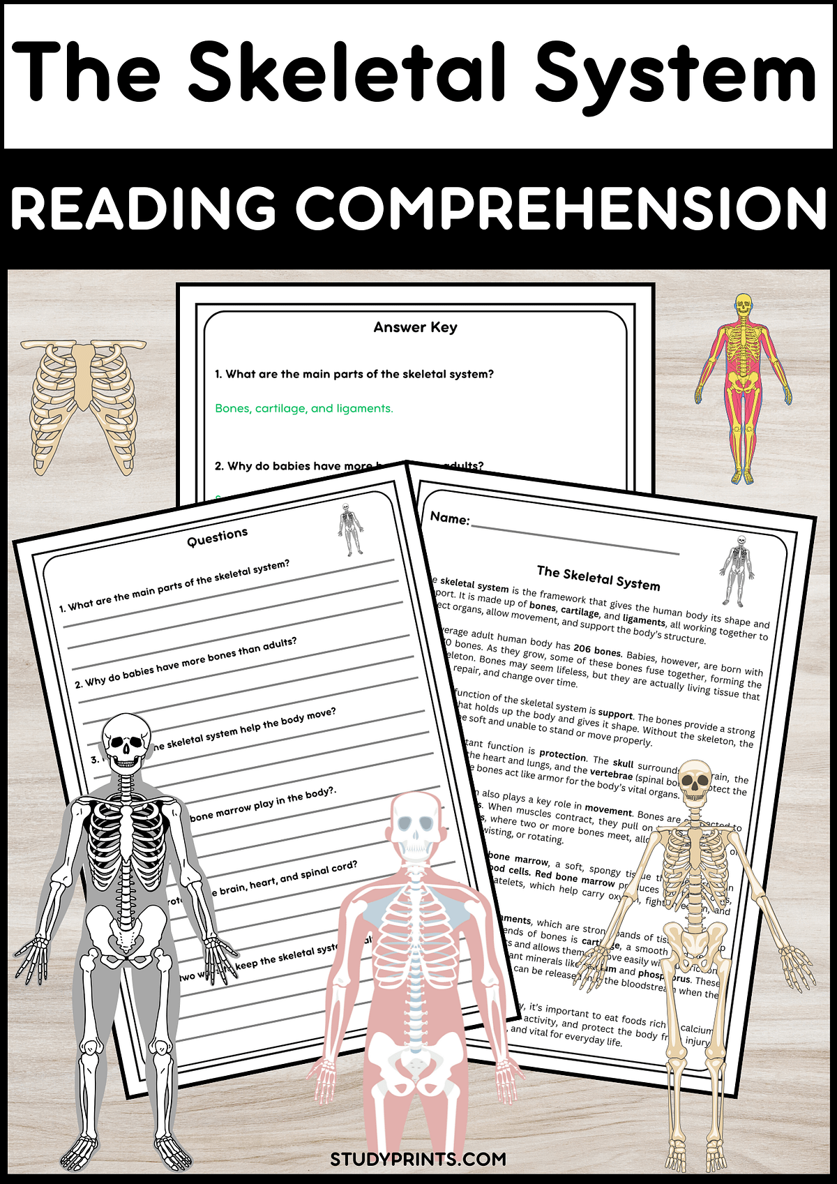 Skeletal System Reading Passage with Questions | Human Body Science ...