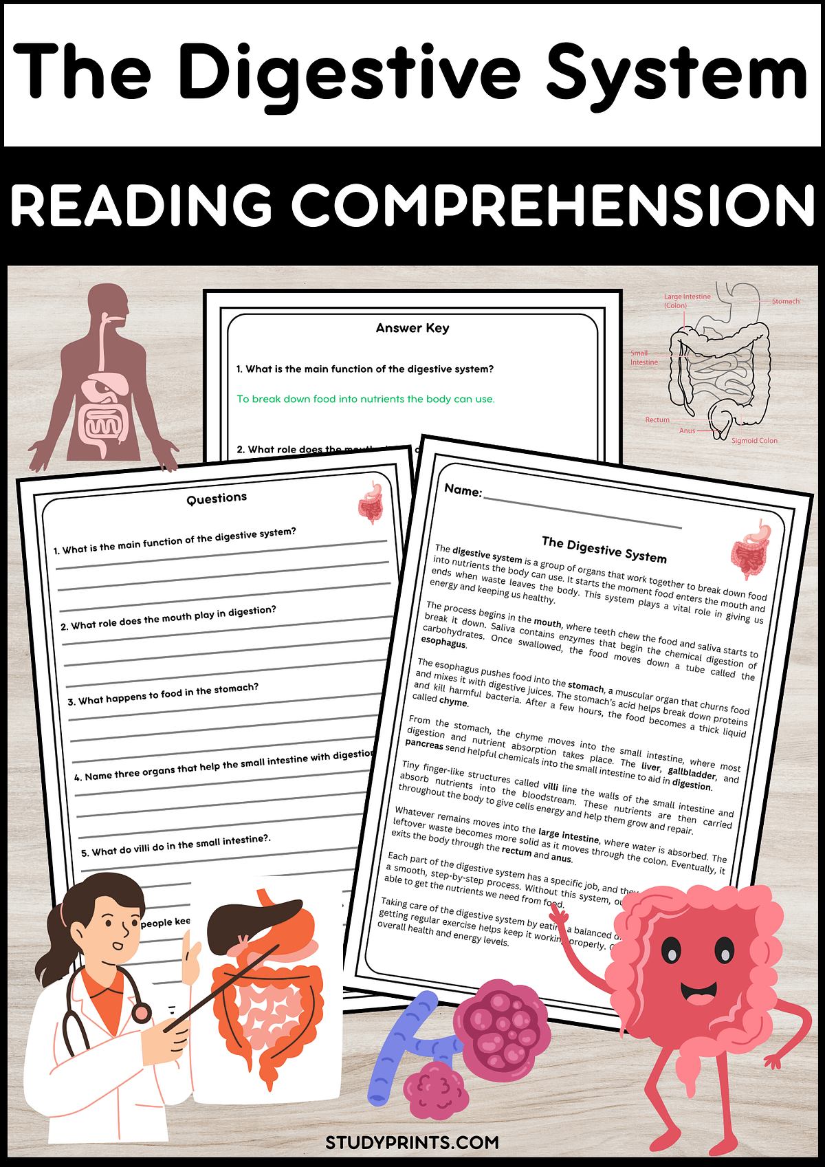Digestive System Reading Passage with Comprehension Questions | Study ...