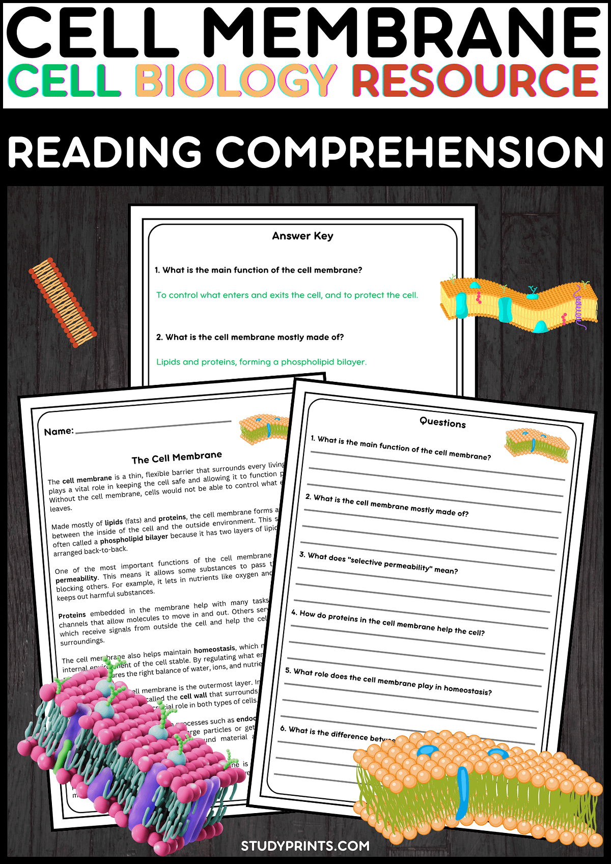 Cell Membrane Reading Passage with Comprehension Questions | Study Prints