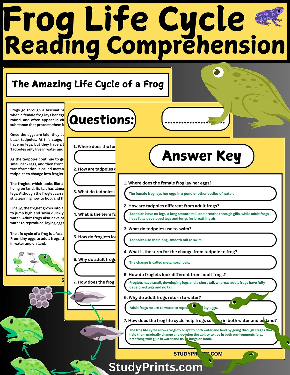 Frog Life Cycle Reading Comprehension Worksheet | Study Prints
