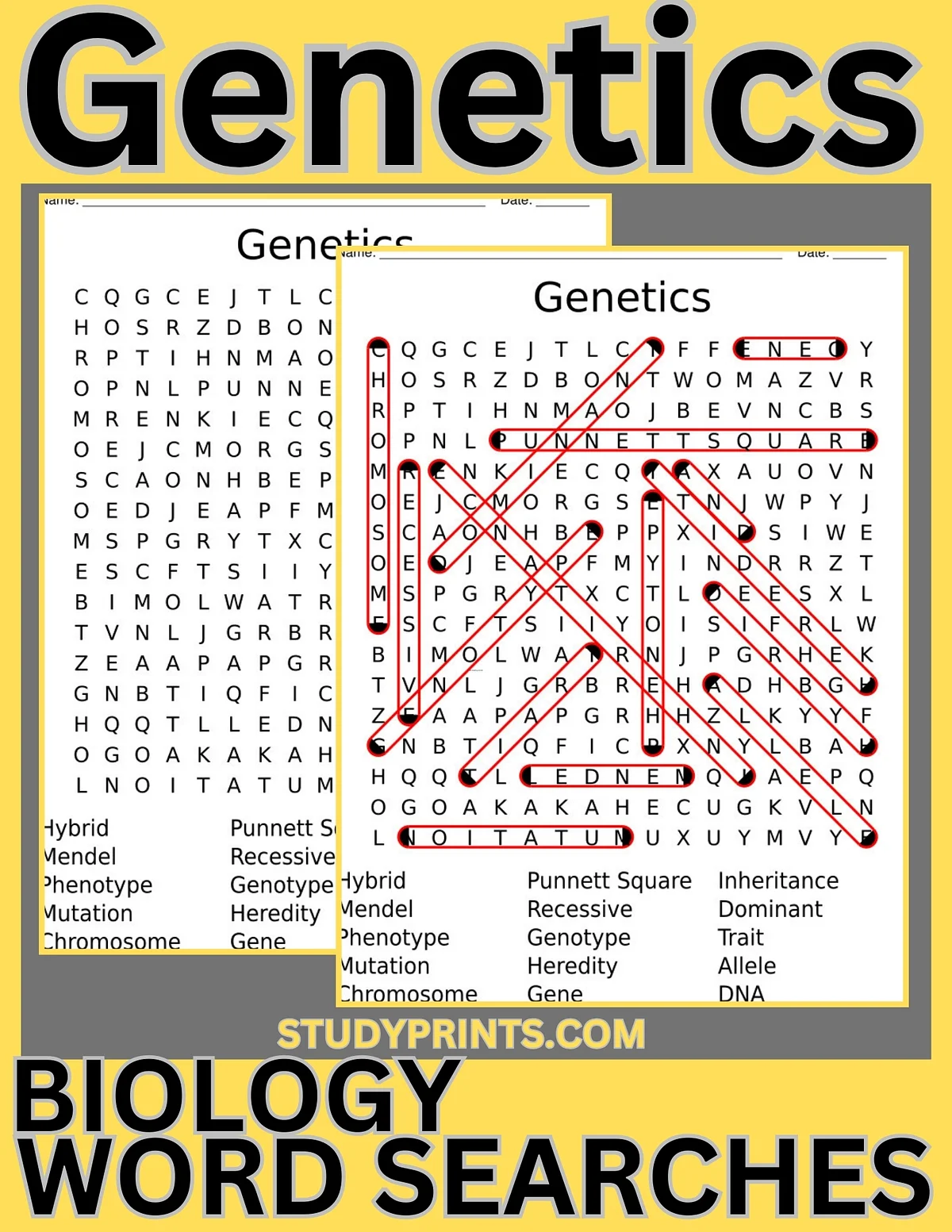 Genetics Word Search - Key Vocabulary for Biology | Study Prints