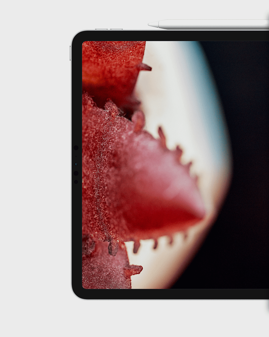 Up Close 8K Wallpaper Pack - ThisisE Store