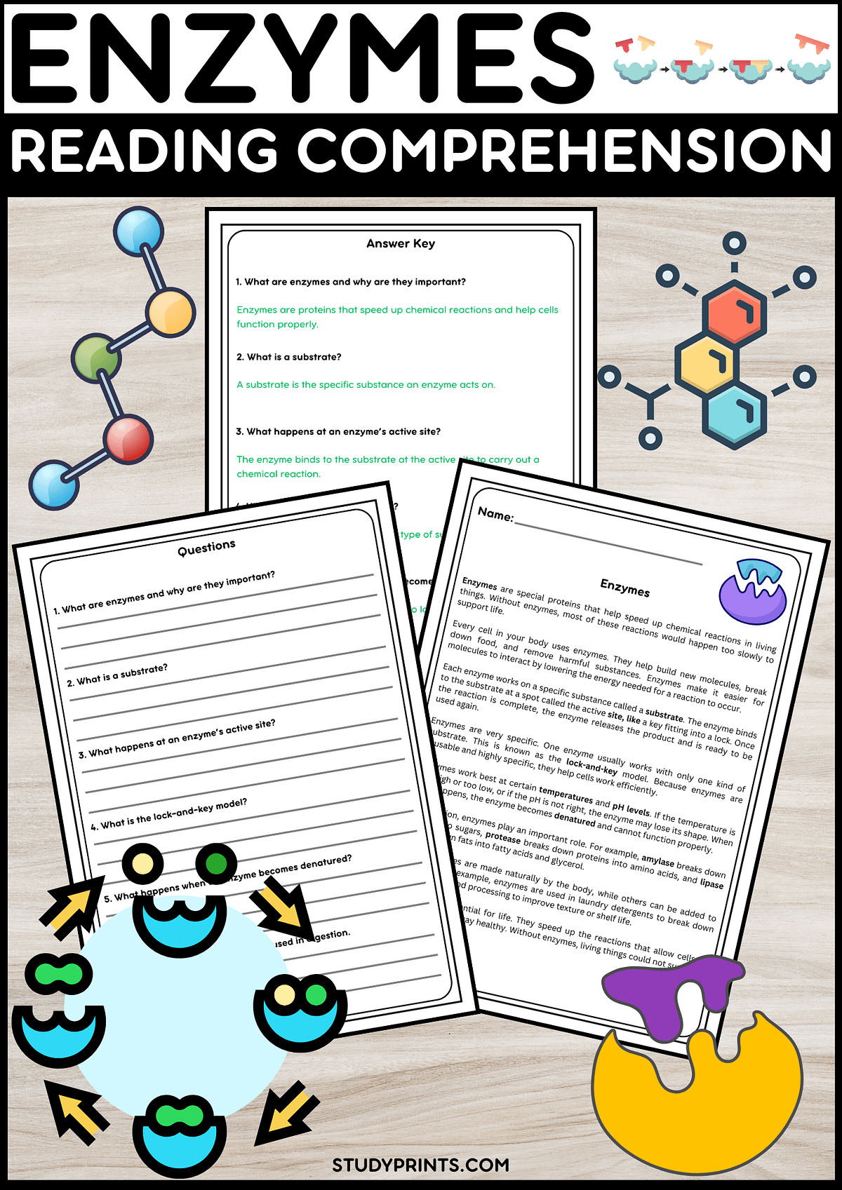 Enzymes Reading Passage with Comprehension Questions | Study Prints