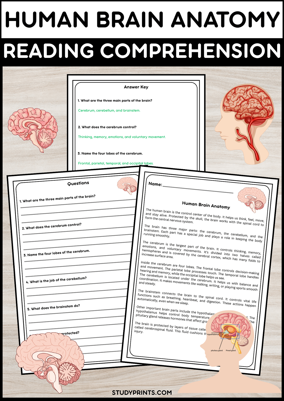 Human Brain Anatomy Reading Passage with Comprehension Questions ...