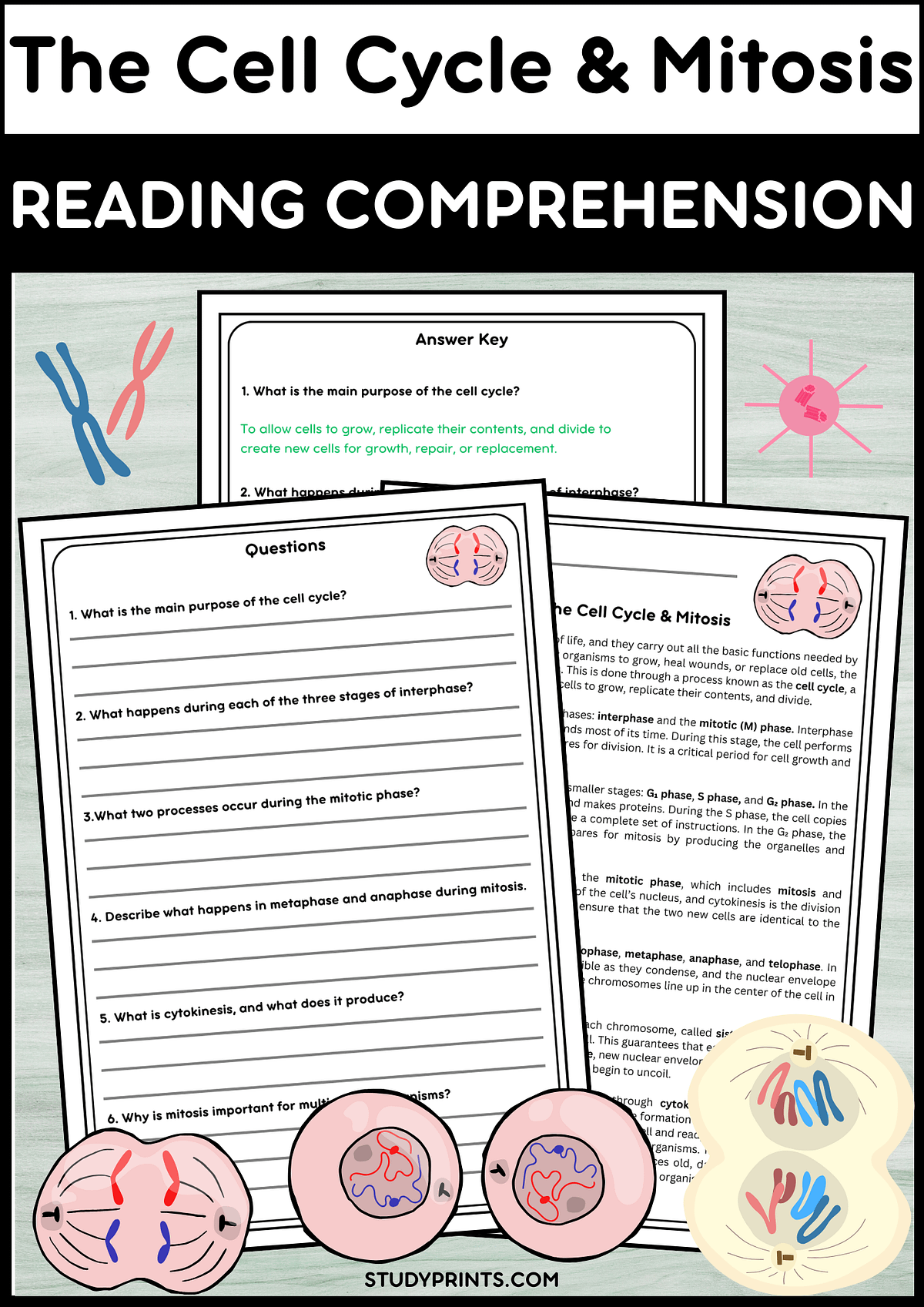 The Cell Cycle & Mitosis Reading Comprehension Passage with Questions ...